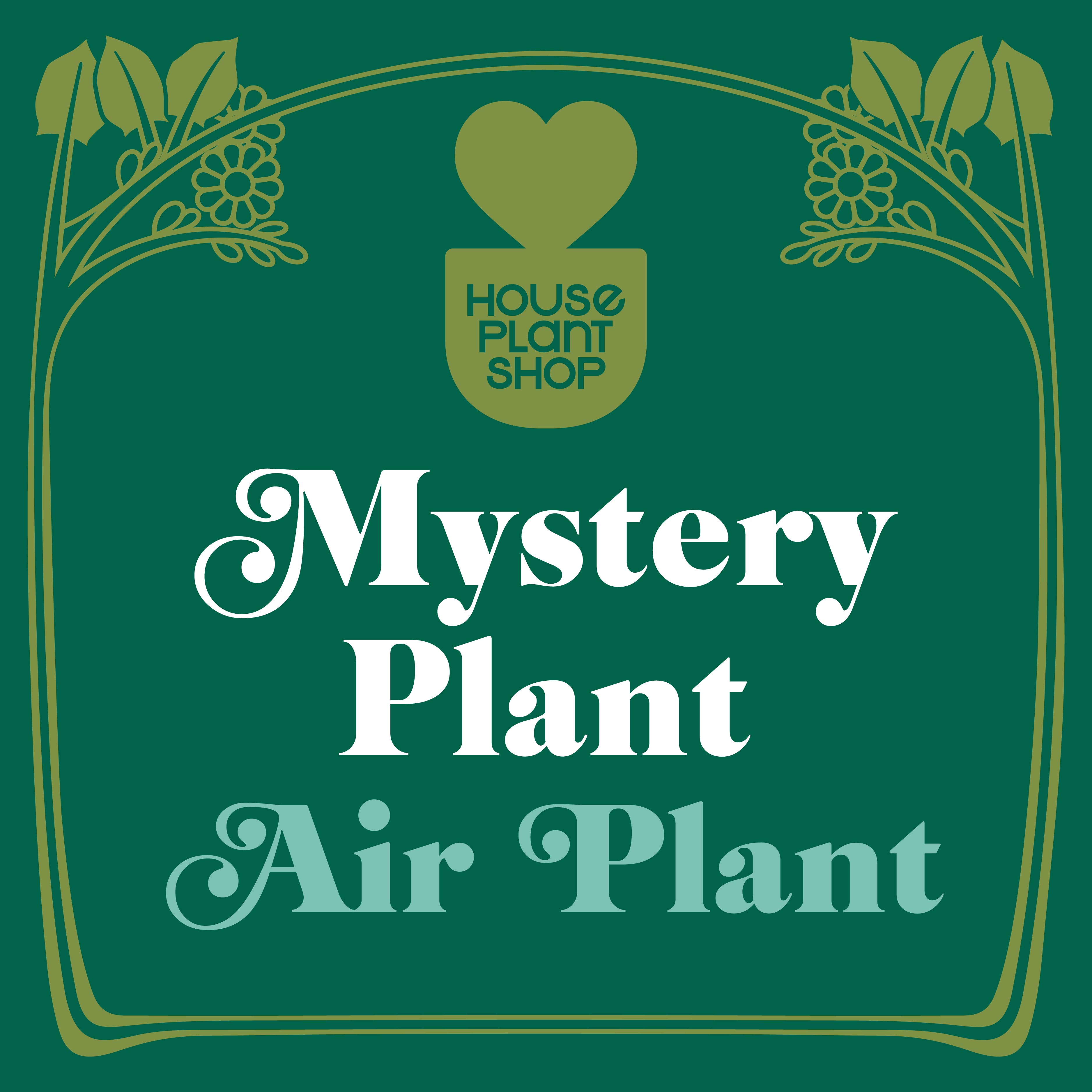 Mystery Air Plant – The Garland Guy
