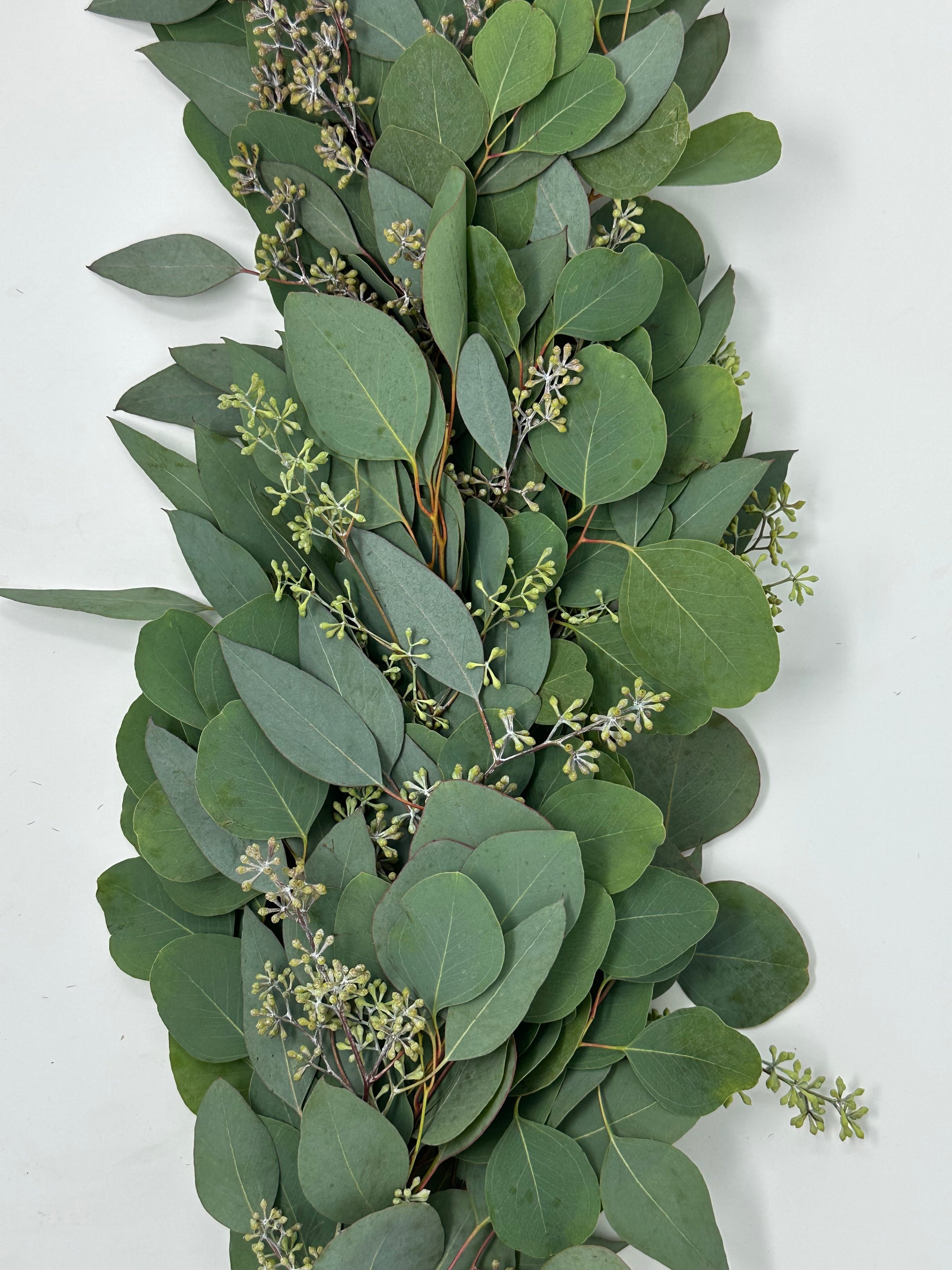 Eucalyptus Garland: Fresh Silver Dollar & Seeded Options – The Garland Guy