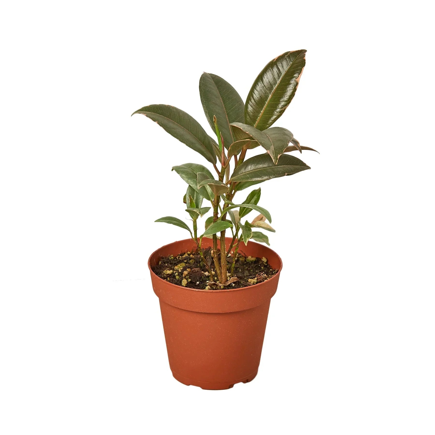 Ficus Elastica 'Tineke' – The Garland Guy