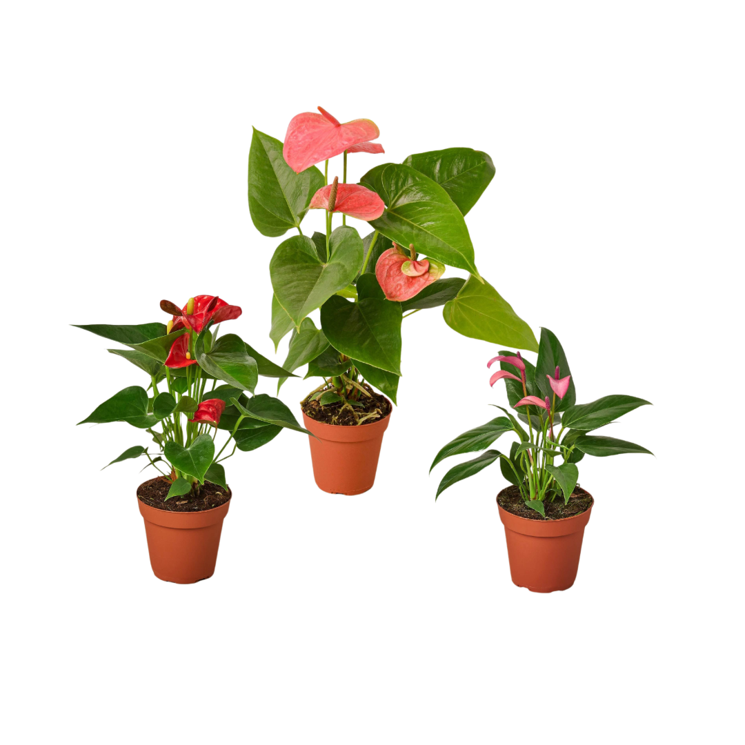 3 Anthurium Variety Pack- All Different Colors - 4" Pots – The Garland Guy