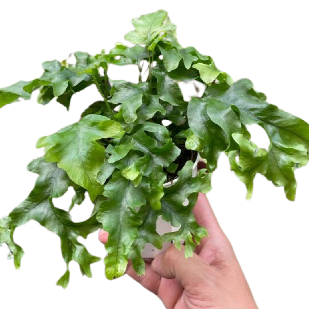 Fern 'Nicolas Diamond' – The Garland Guy