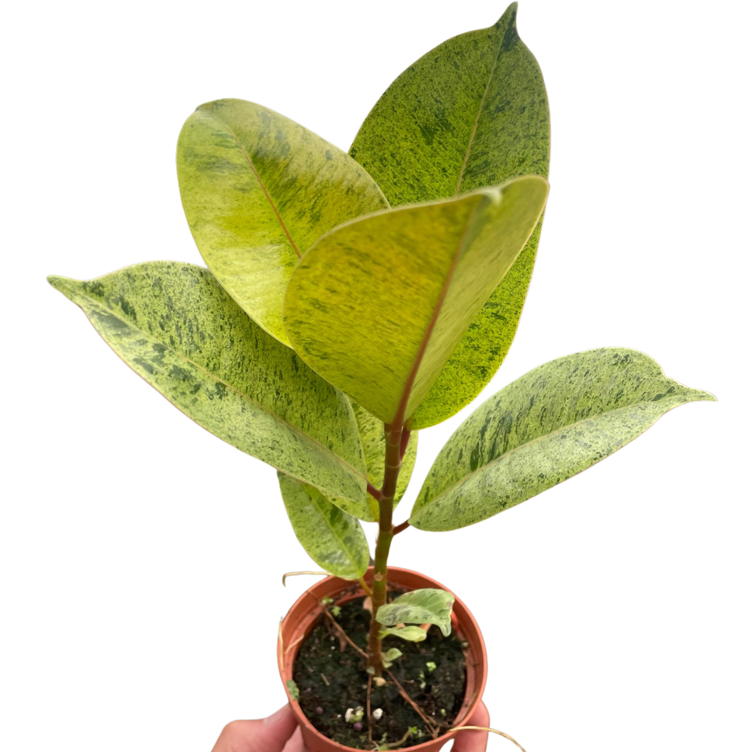 Ficus 'shivereana' (Moonshine) – The Garland Guy