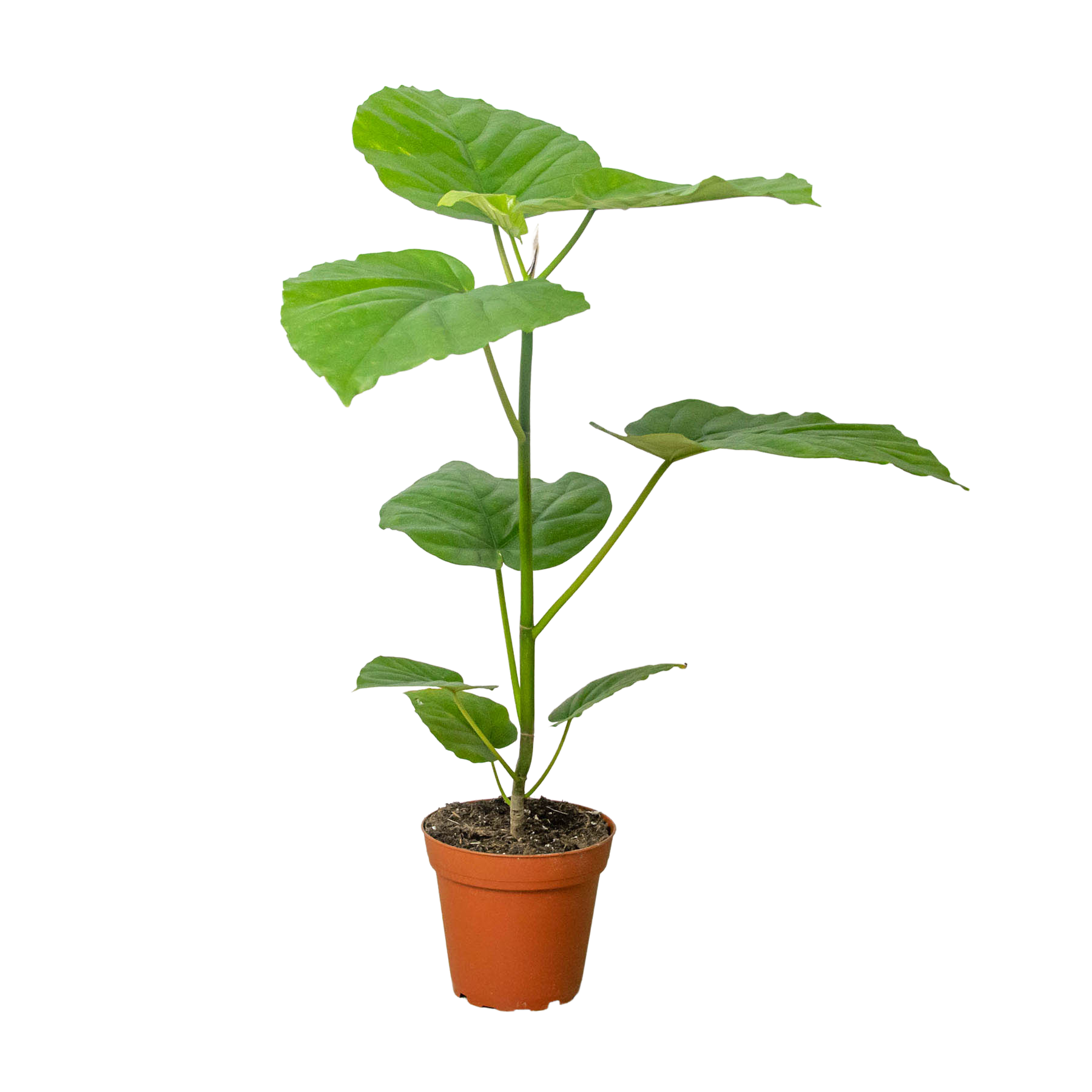Ficus 'Umbellata' – The Garland Guy