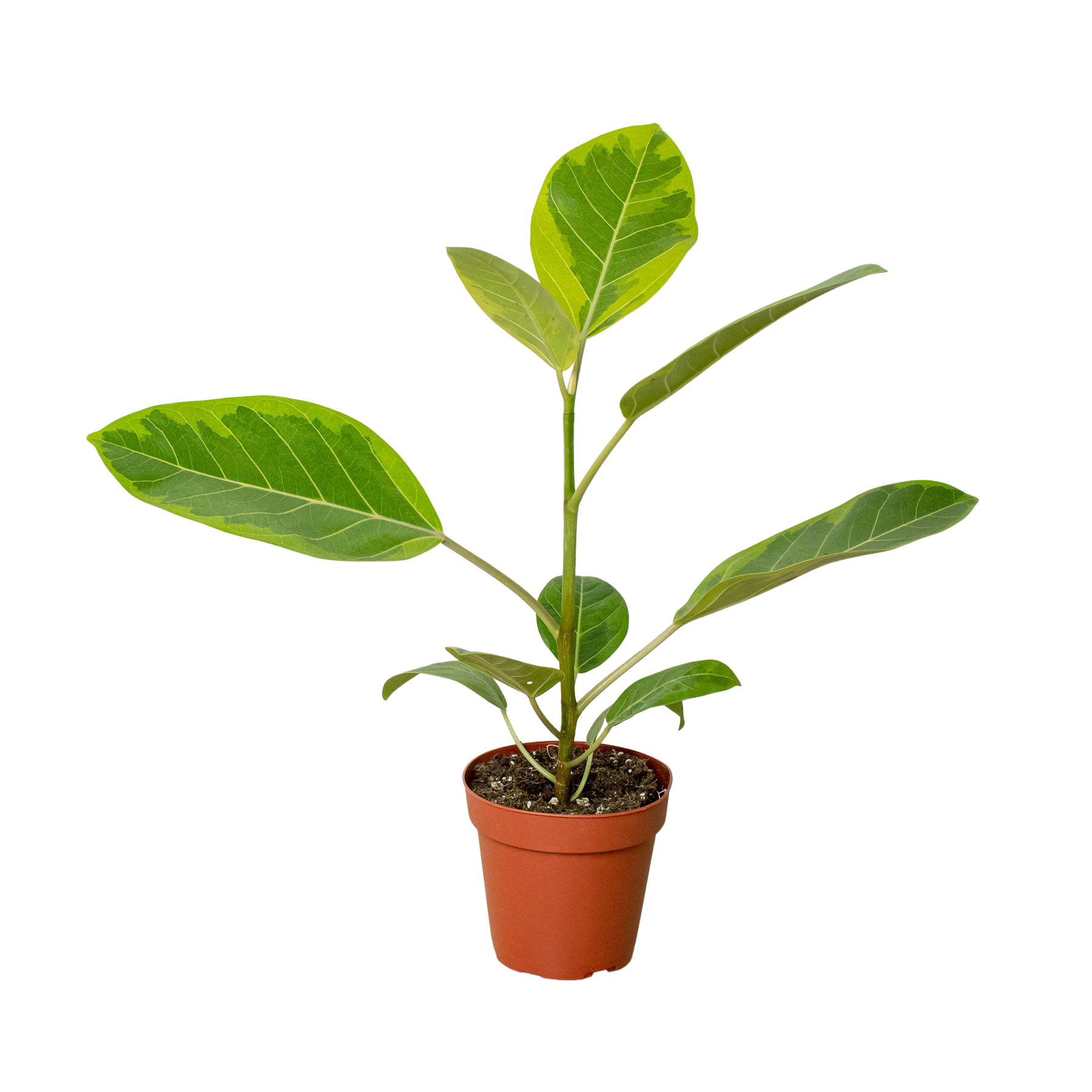Ficus Altissima 'Yellow Gem' – The Garland Guy