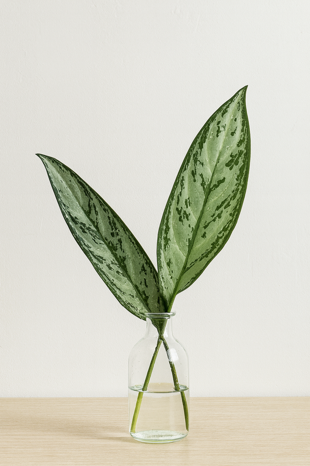 Silver Queen Leaf Bunches – Elegant Greenery for Weddings, Events & Fl ...