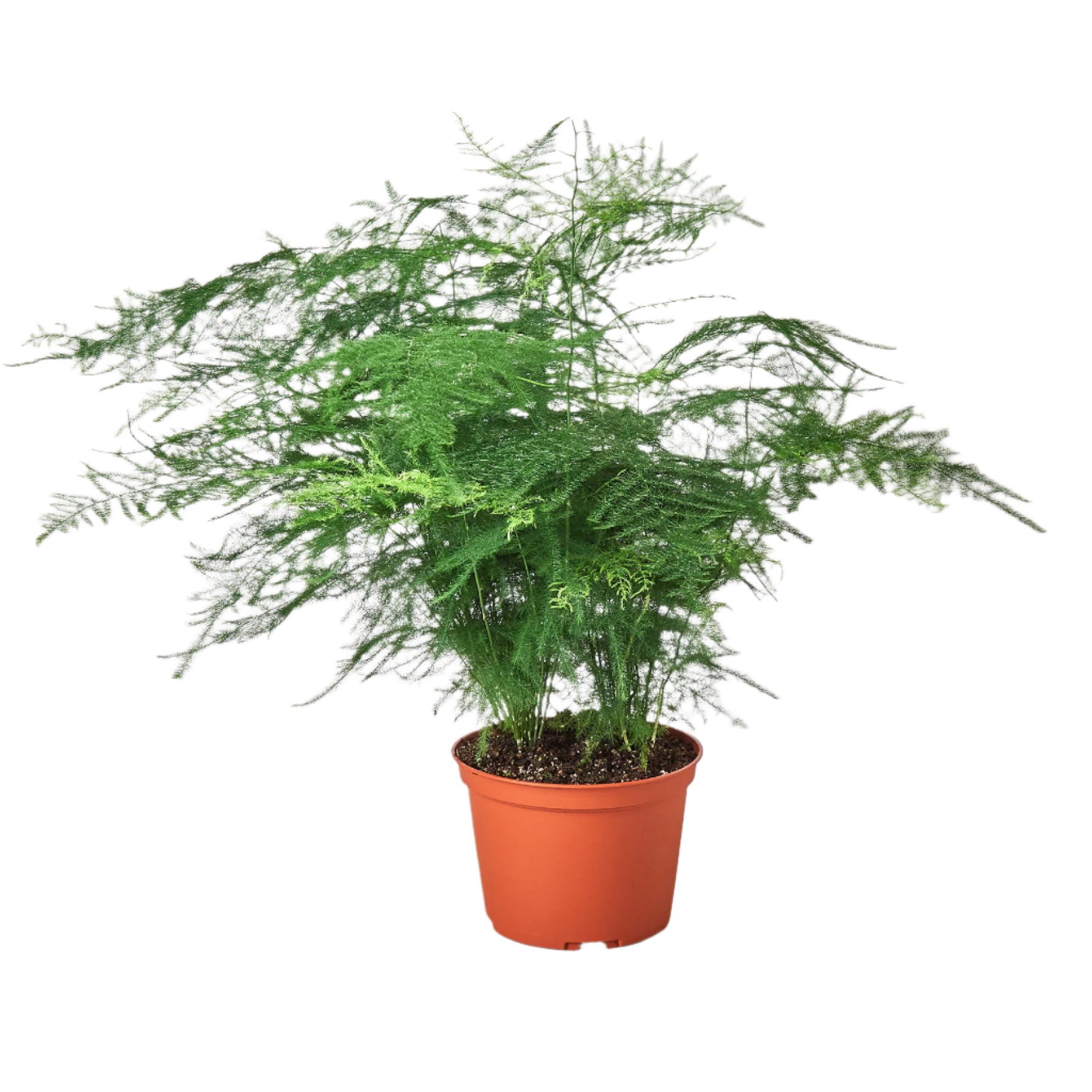 Fern 'Asparagus' – The Garland Guy