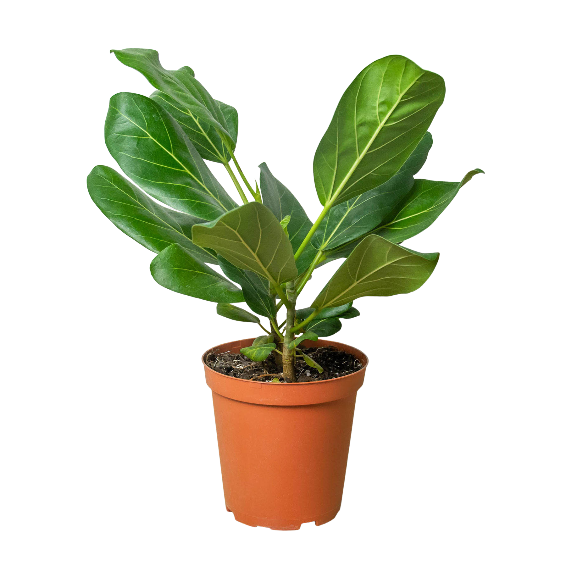 Ficus 'Audrey' – The Garland Guy