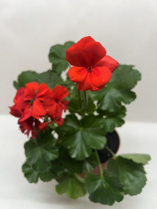 Red Zonal Geranium (Pelargonium x hortorum) – Vibrant, Long-Blooming F ...