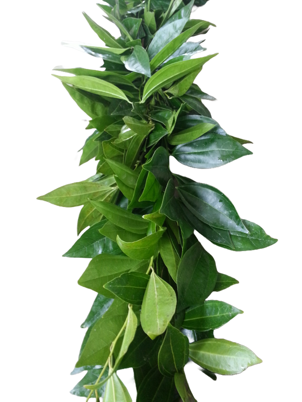 Cocculus Garland – The Garland Guy