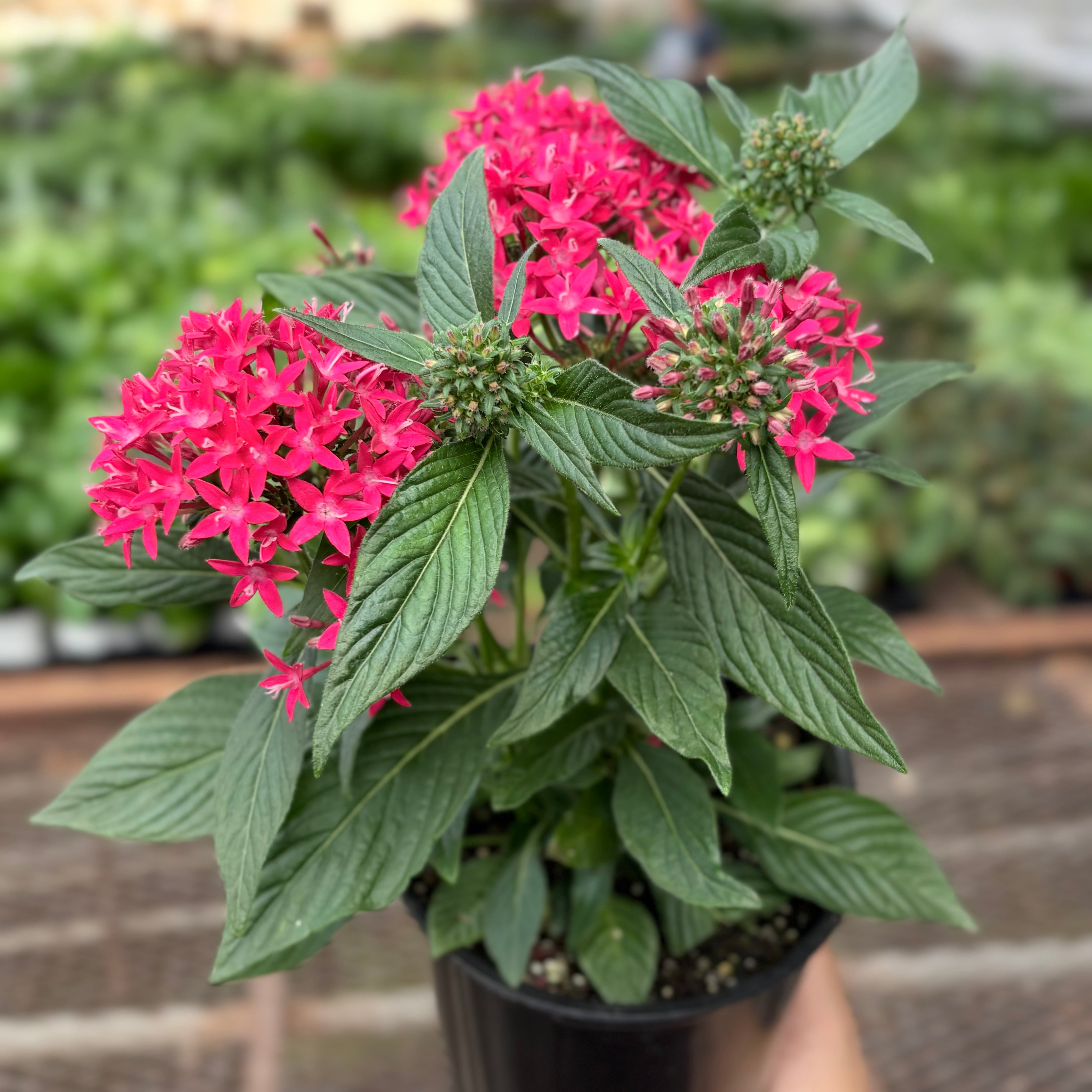 Pentas Red – The Garland Guy