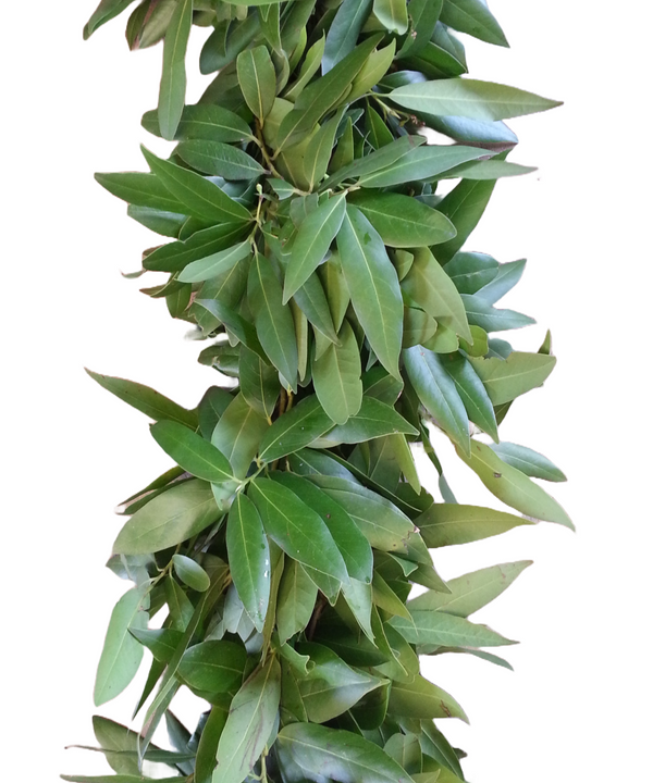 Fresh Bay Leaf Garland – Premium Laurel Greenery for Weddings, Holiday ...