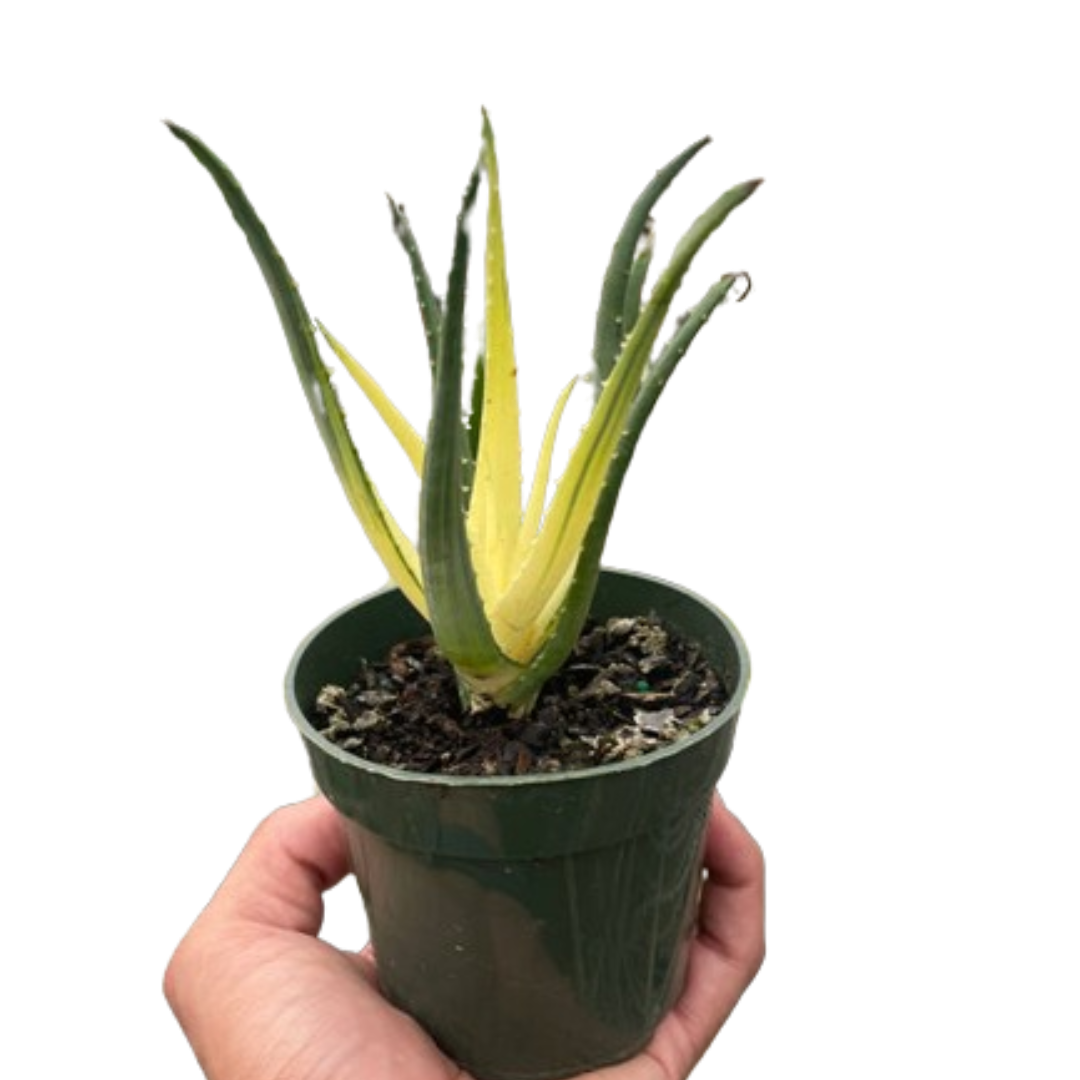 Succulent Aloe Solar Flare – The Garland Guy