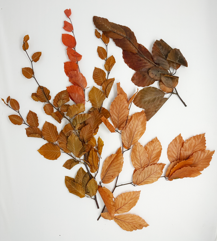 Copper Beech- Fall Preserved Leaves – The Garland Guy