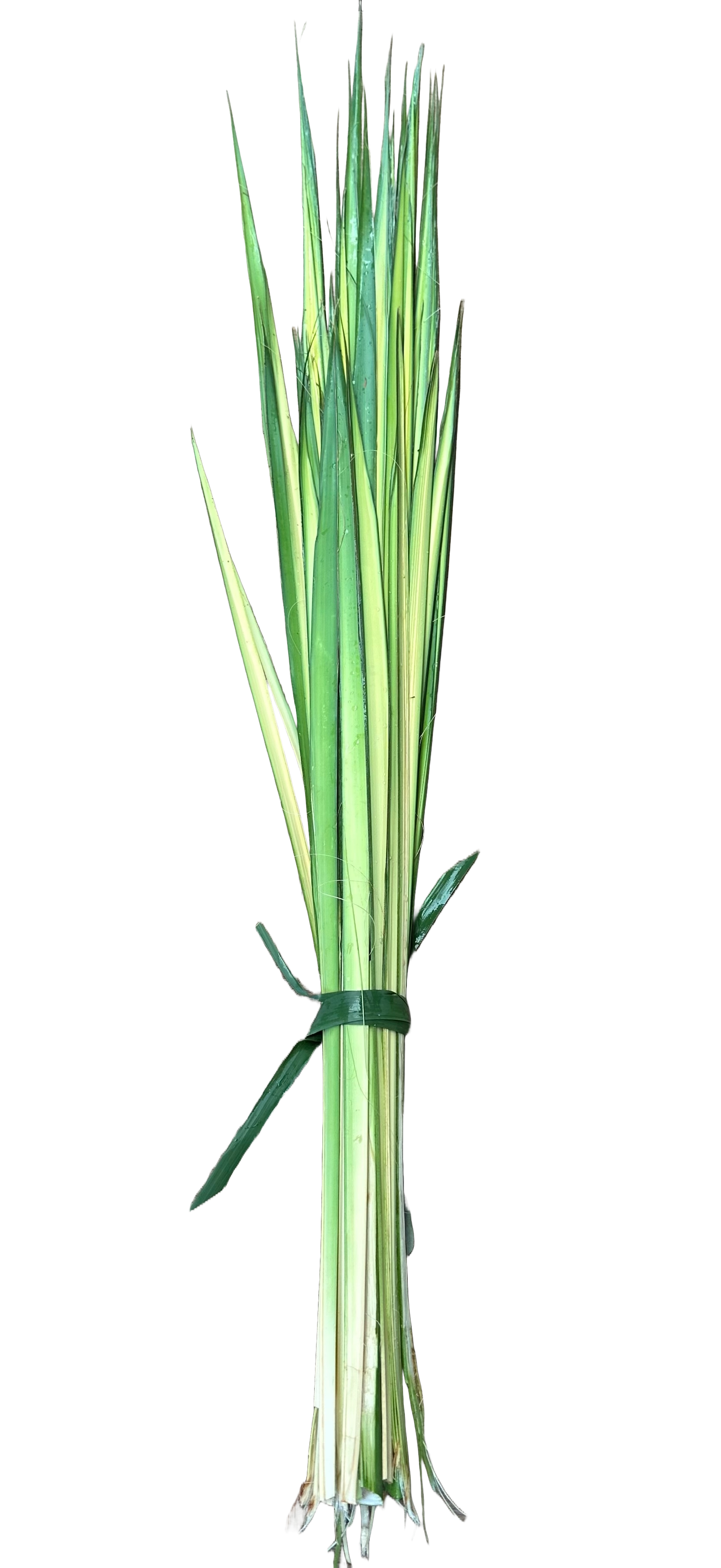Palm Strips for Palm Sunday, Bundle of 50 Strips – The Garland Guy