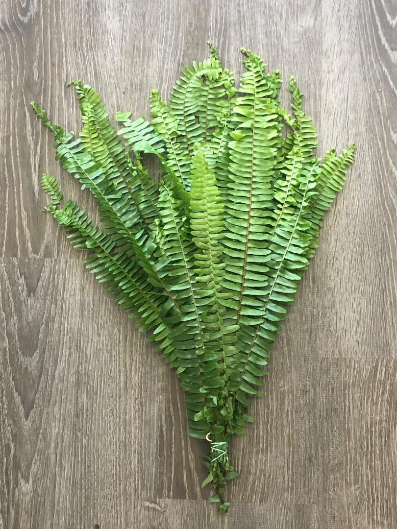 Sword Fern Bunches – The Garland Guy