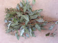 Seeded Eucalyptus Bunches – The Garland Guy