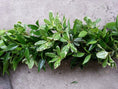 Nagi and Variegated Pittosporum Garland – The Garland Guy